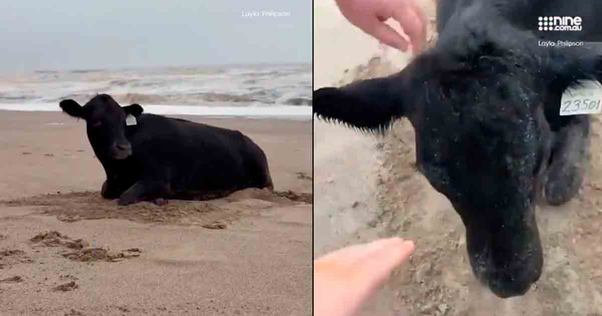 Vaca arrastrada por inundación aparece viva y mugiendo en la playa ...